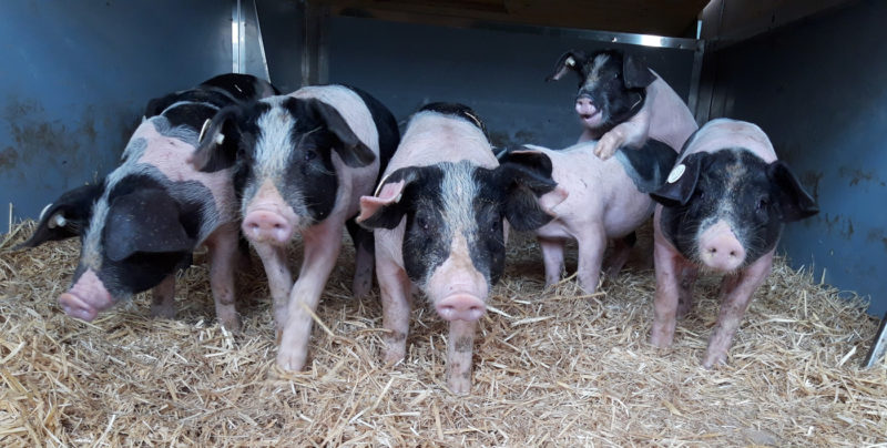 Gesundheit und Hygiene – Plattform Schwein
