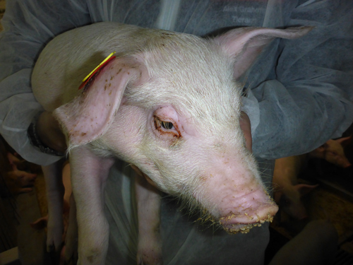 Gesundheit und Hygiene – Plattform Schwein